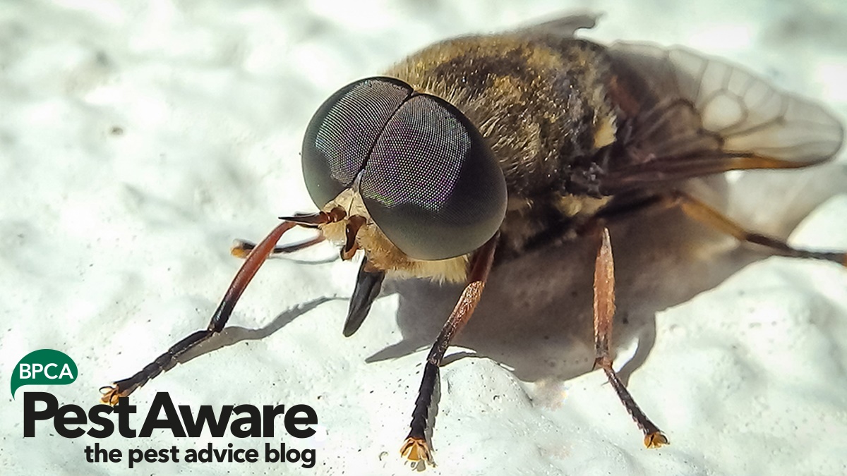 Reported surge in fly bites and advice to public