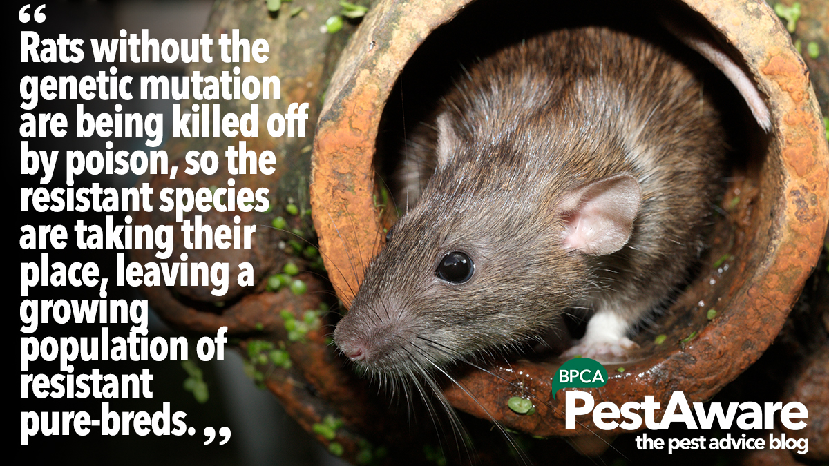 Poison-resistant rat hotspots identified around Midlands