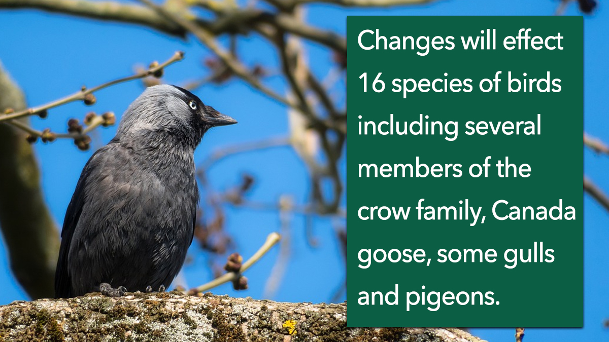 General licences for bird control: major changes to licensing requirements