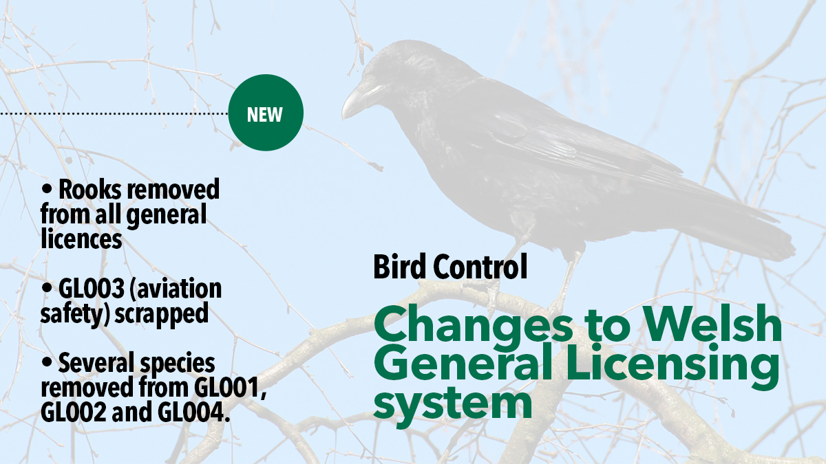 Changes to bird control general licences in Wales