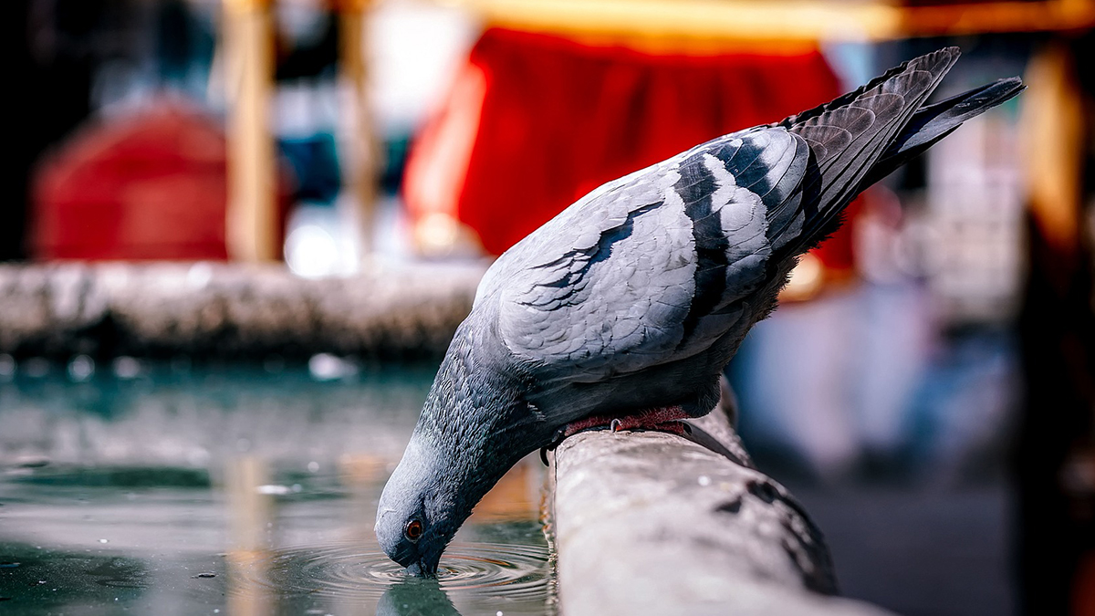 Human hair behind pigeon deformity