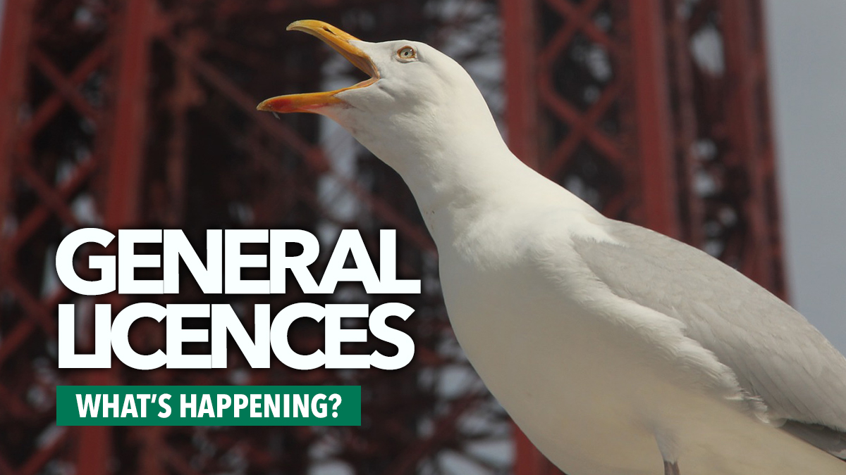 What’s happening with bird licences?