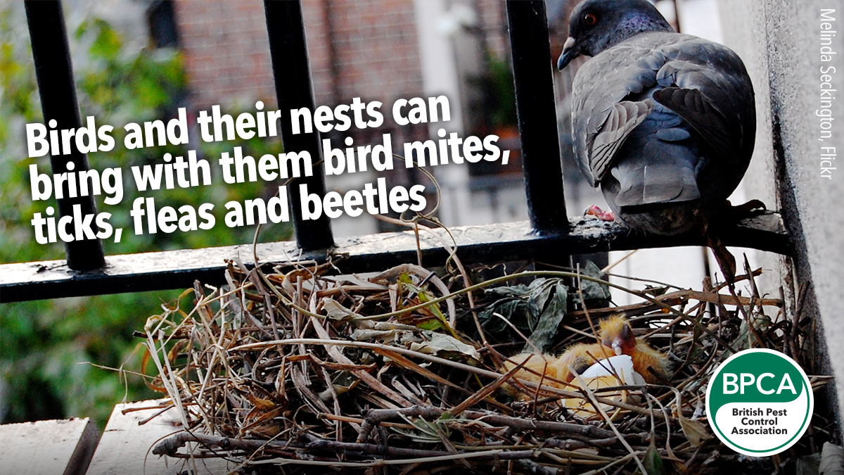 Pest advice for controlling pigeons, gulls and other birds
