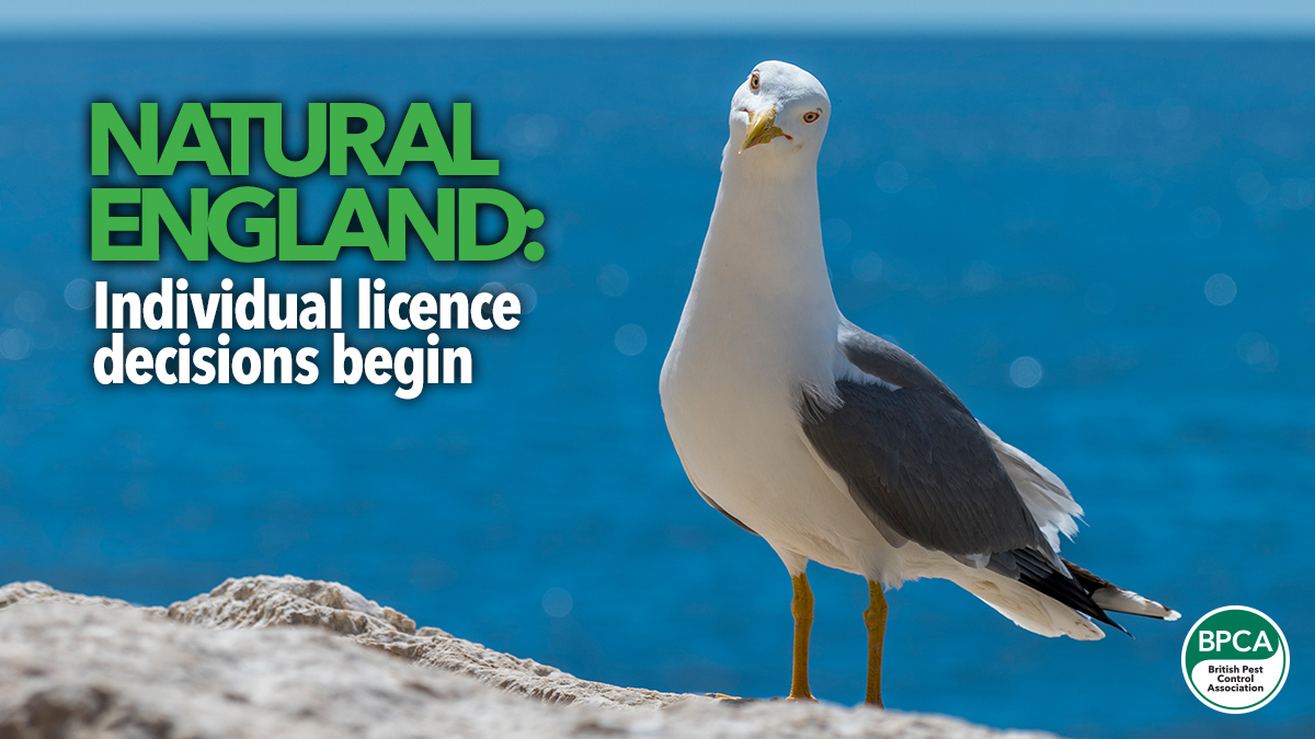 Natural England begins issuing individual licence decisions