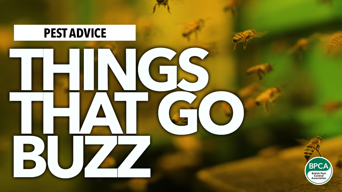 Identify the differences between wasps, hornets, bees and more