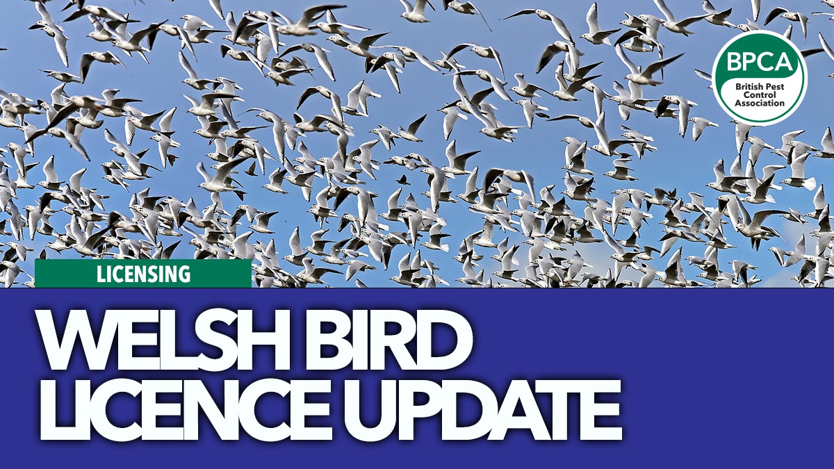 Welsh general licences for bird control unchanged for 2023