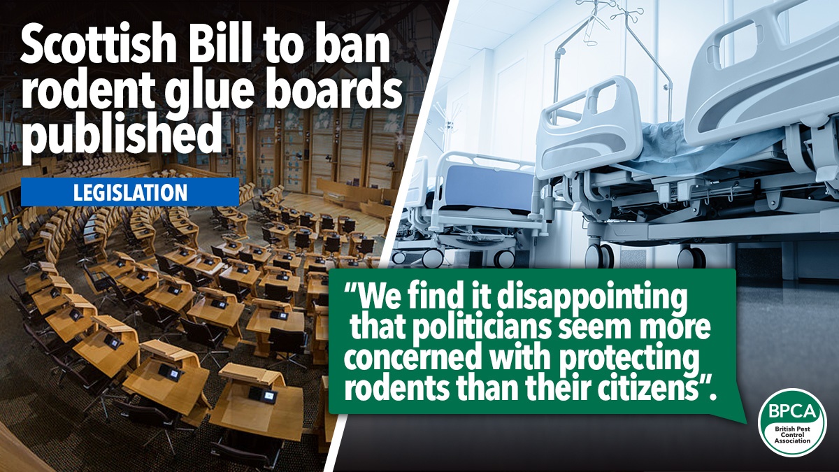 Scottish Bill to ban the sale and use of rodent glue boards published