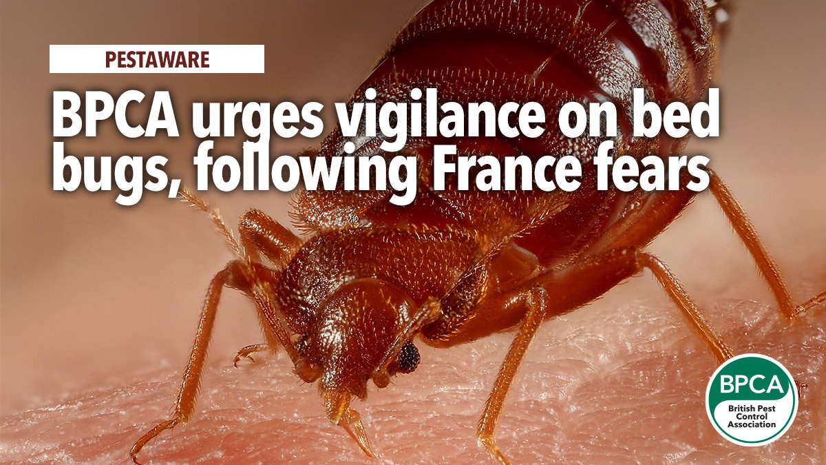 BPCA urges vigilance on bed bugs, following France fears