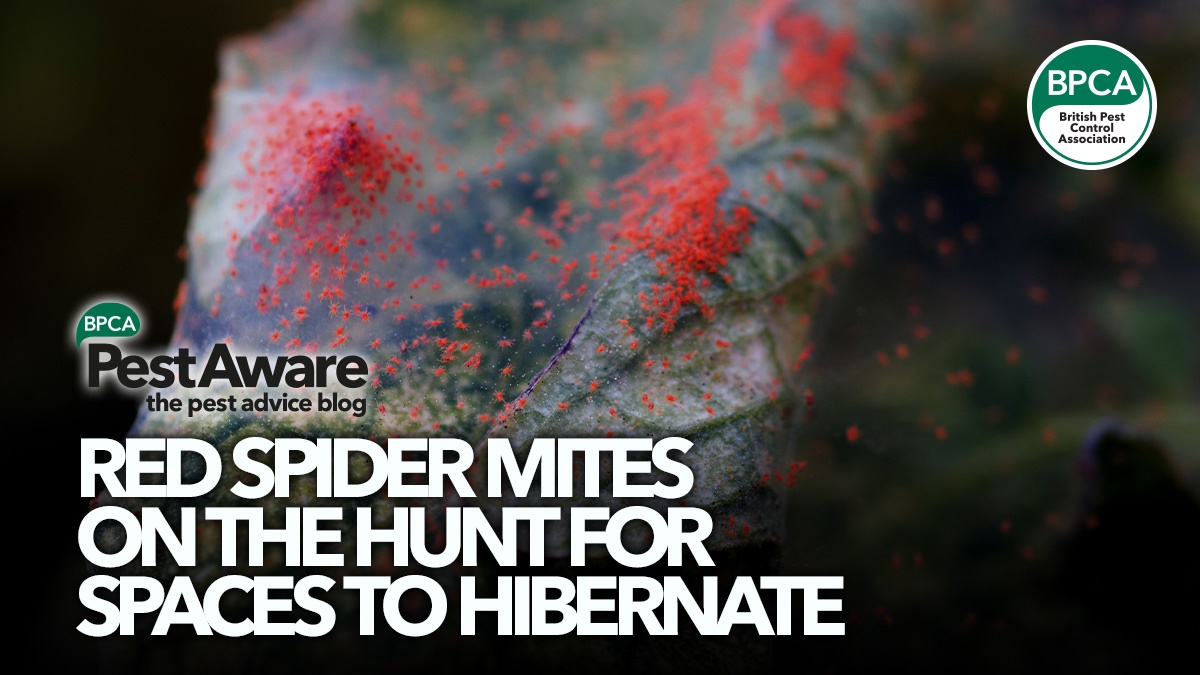 Red Spider Mites on the hunt for spaces to hibernate