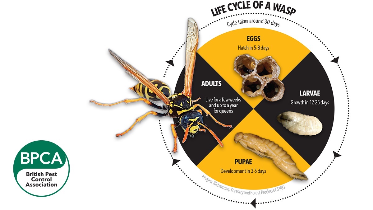 Wasp control in 2025: identification, safety and treatment options for ...