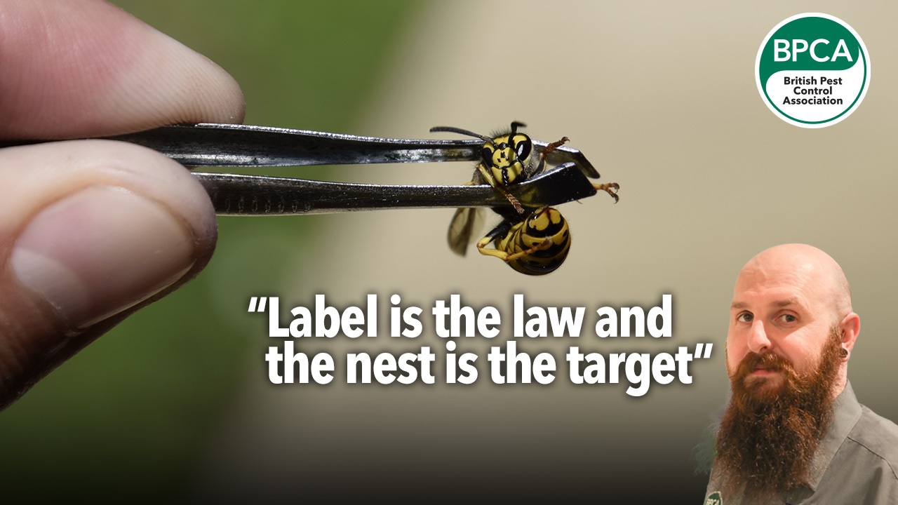 Wasp control in 2025: identification, safety and treatment options for ...