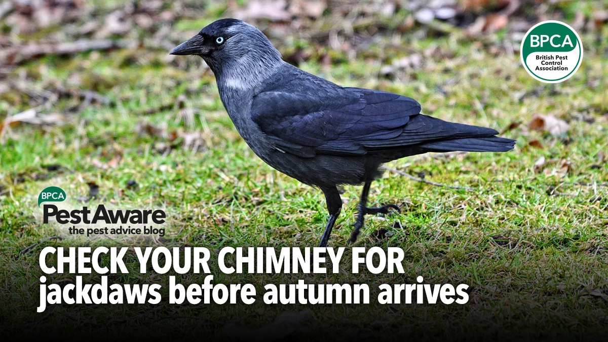 Check your chimney for jackdaws before autumn arrives