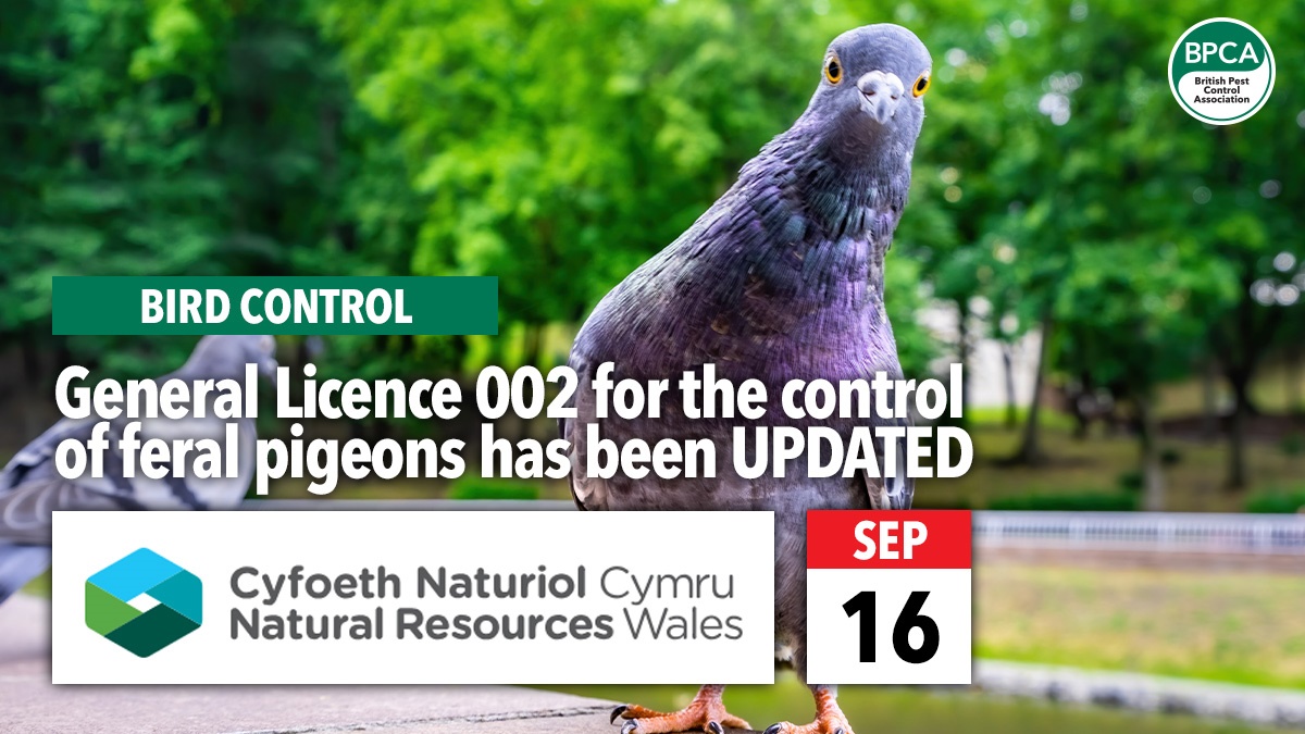 General Licence 002 updated for feral pigeon control in Wales