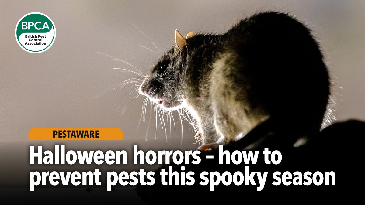 Halloween horrors – how to prevent pests this spooky season