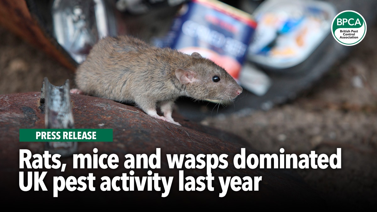 Rats, mice and wasps dominated UK pest activity last year