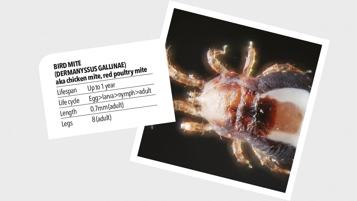 PESTWATCH: Secondary infestations from birds