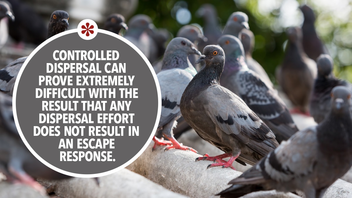 Understanding behaviour for successful bird control