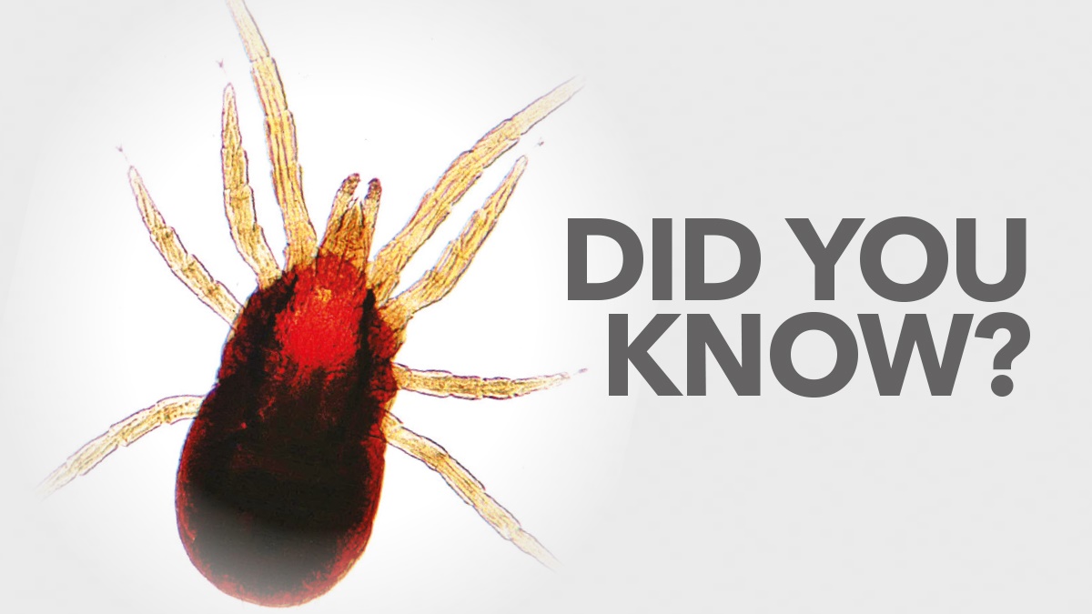 PESTWATCH: Secondary infestations from birds