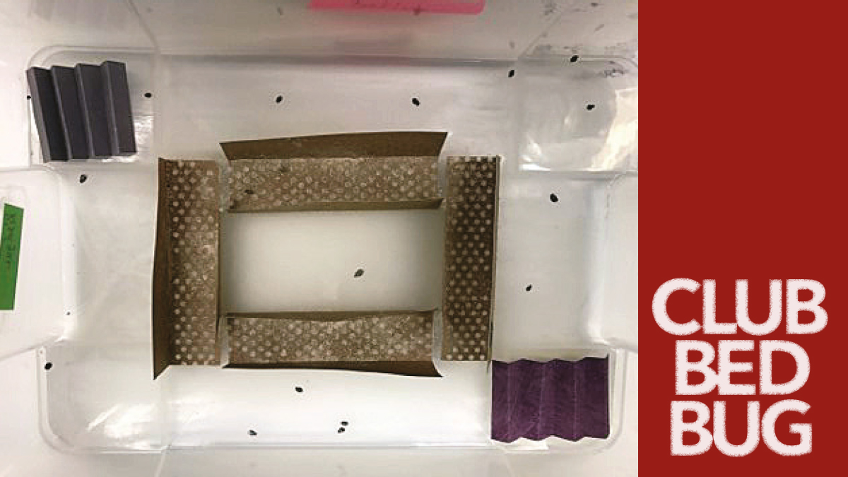 The practical implications of bed bug biology and behaviour