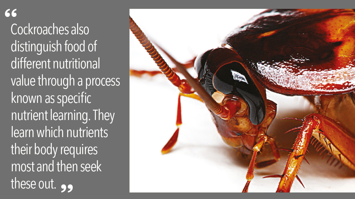 Understanding cockroach foraging behaviour