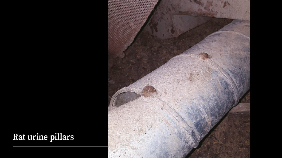 Rat behaviour in rodent control