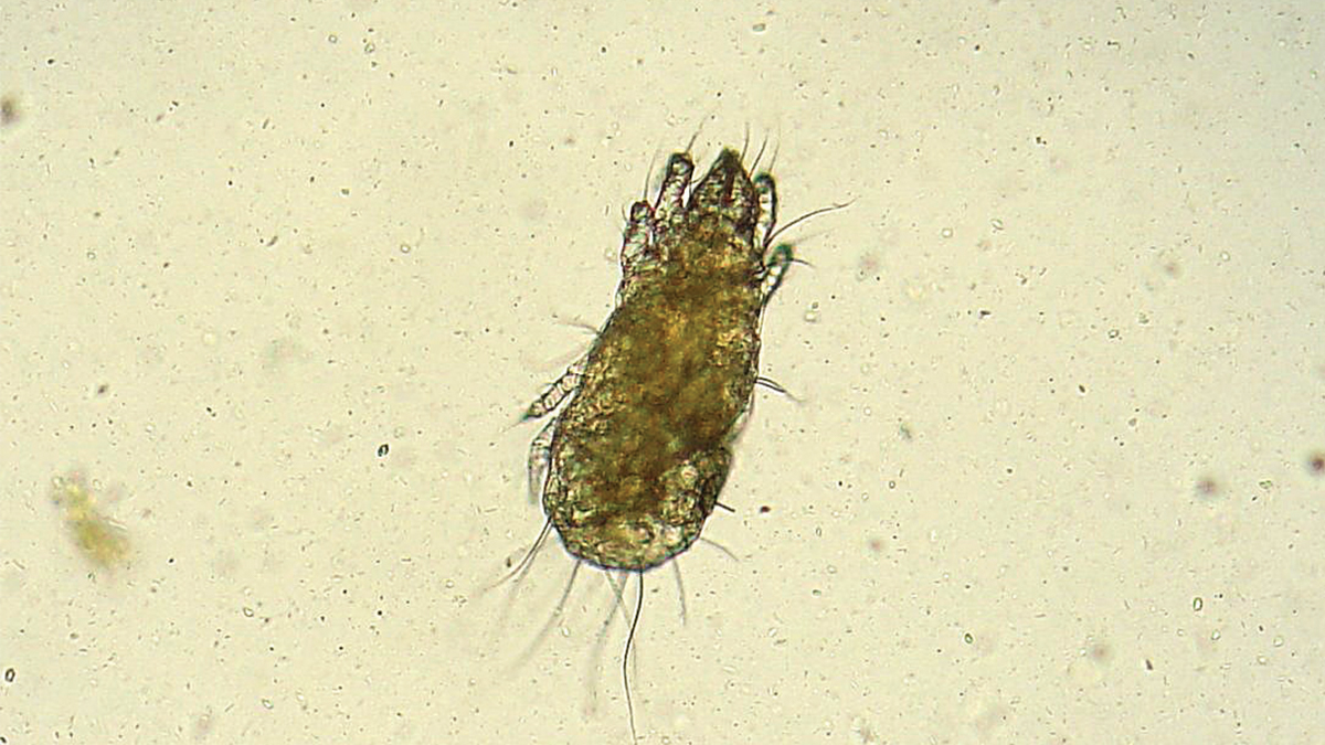 Mite monitoring and biology for pest management professionals