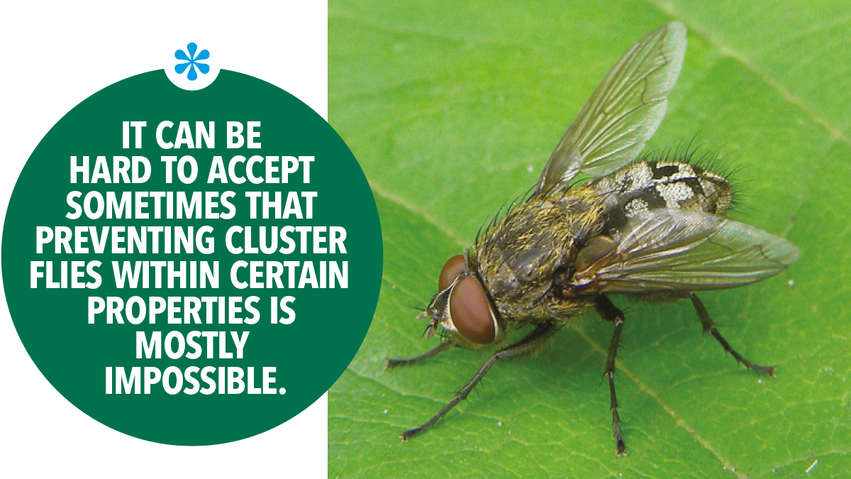 PestWatch: Cluster flies