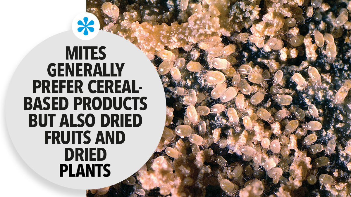 Mite monitoring and biology for pest management professionals