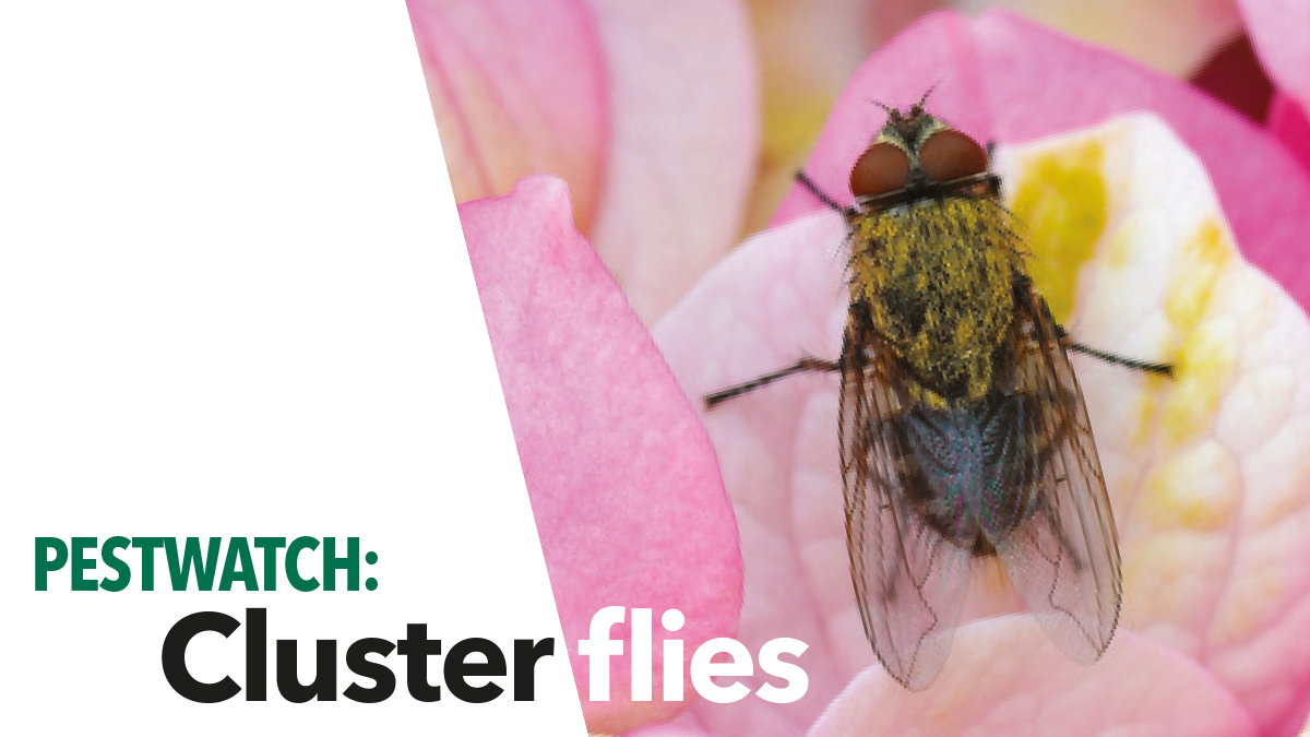 PestWatch: Cluster flies
