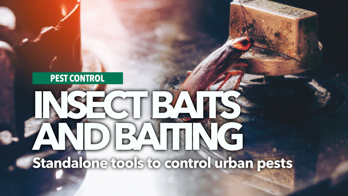 Insect baits and baiting