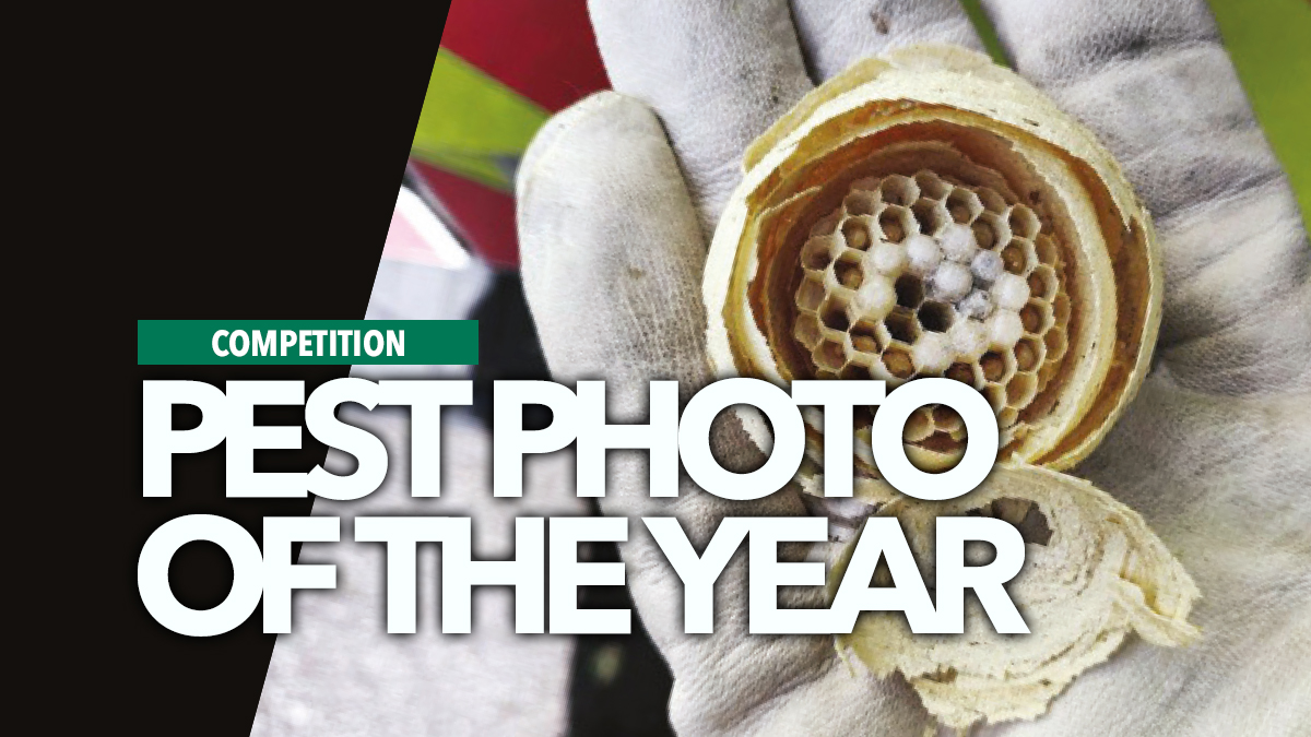 Pest photo of the year #BestPestPic2020