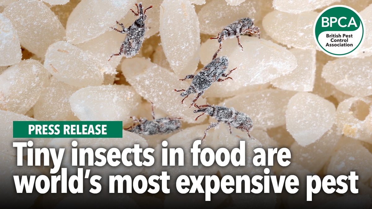 Tiny insects in food are world’s most expensive pest