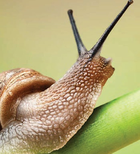 Brain-Invading Parasite Spreads Through Climate Change