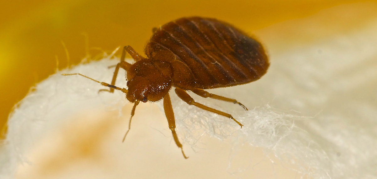 VIDEO: The good and bad that comes with the move to LED insect light traps