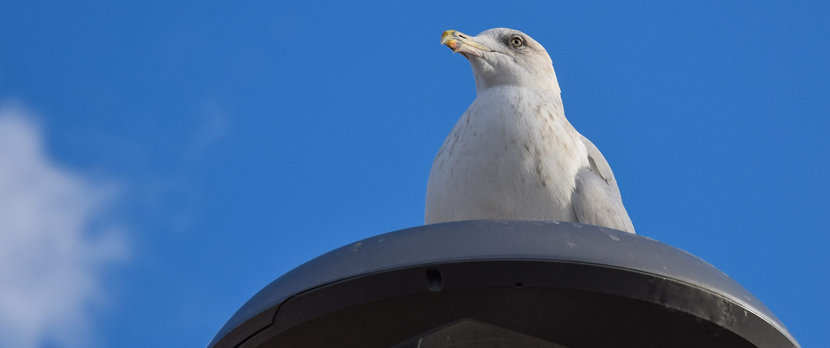 Rats, mice and wasps dominated UK pest activity last year
