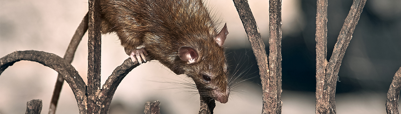 Why should you do the RSPH Level 2 Award in Pest Management ...