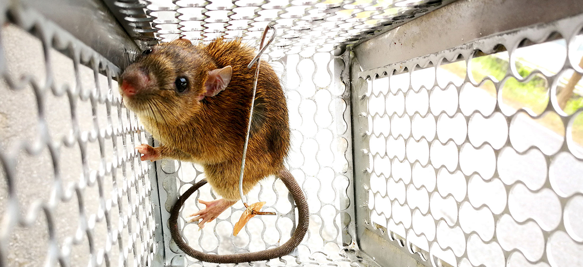 Wasp control in 2025: identification, safety and treatment options for ...