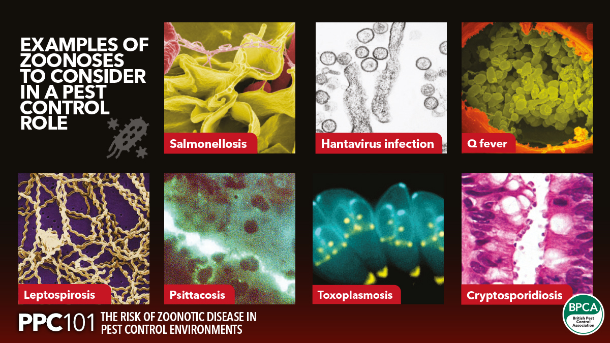 The risk of zoonotic disease in pest control environments