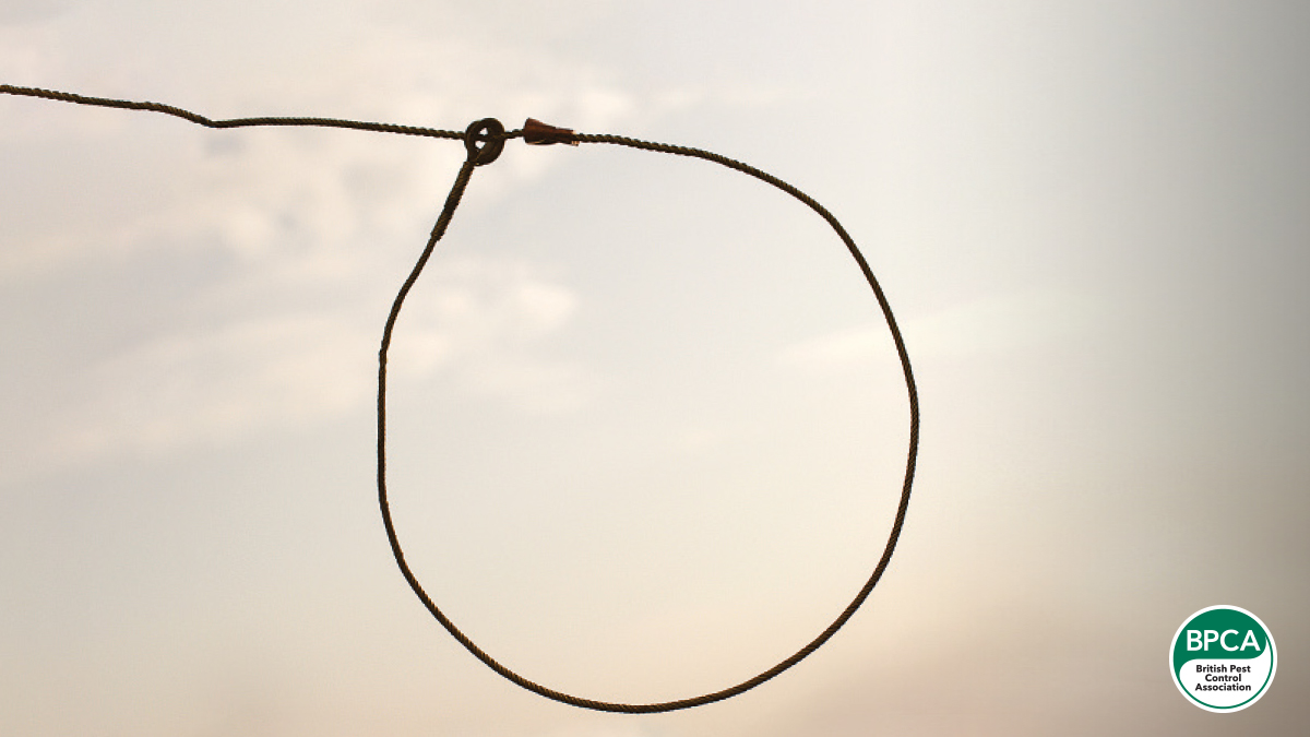 Practical rabbit management: part two