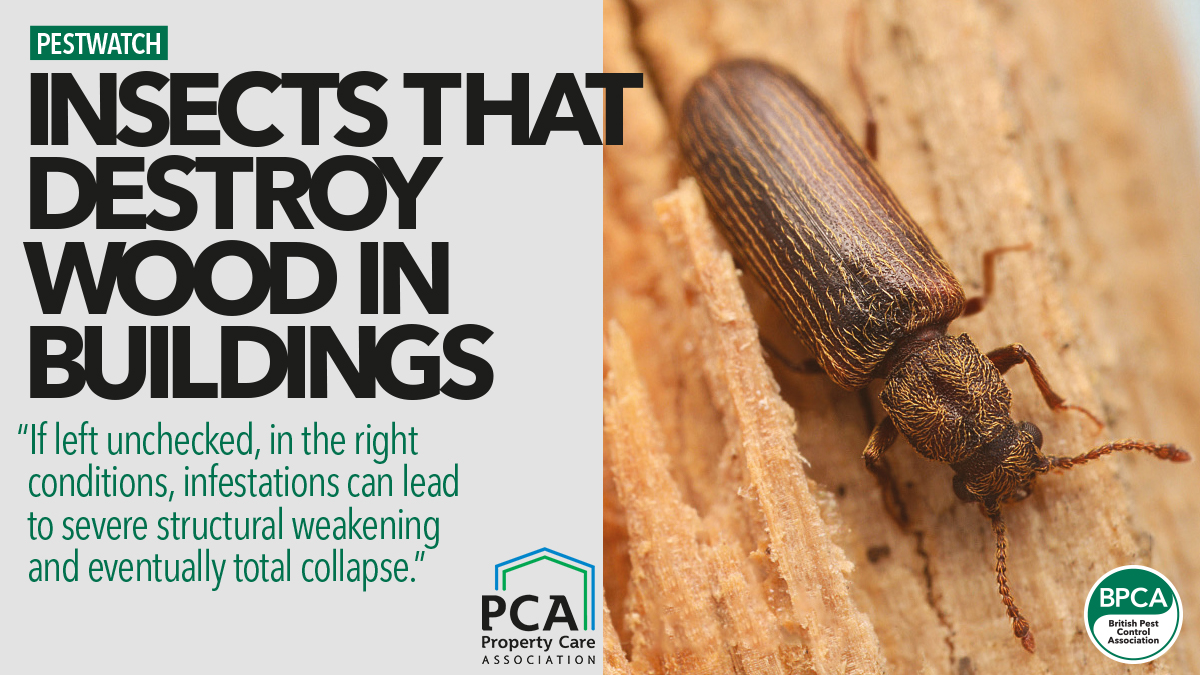 PestWatch: Insects that destroy wood in buildings