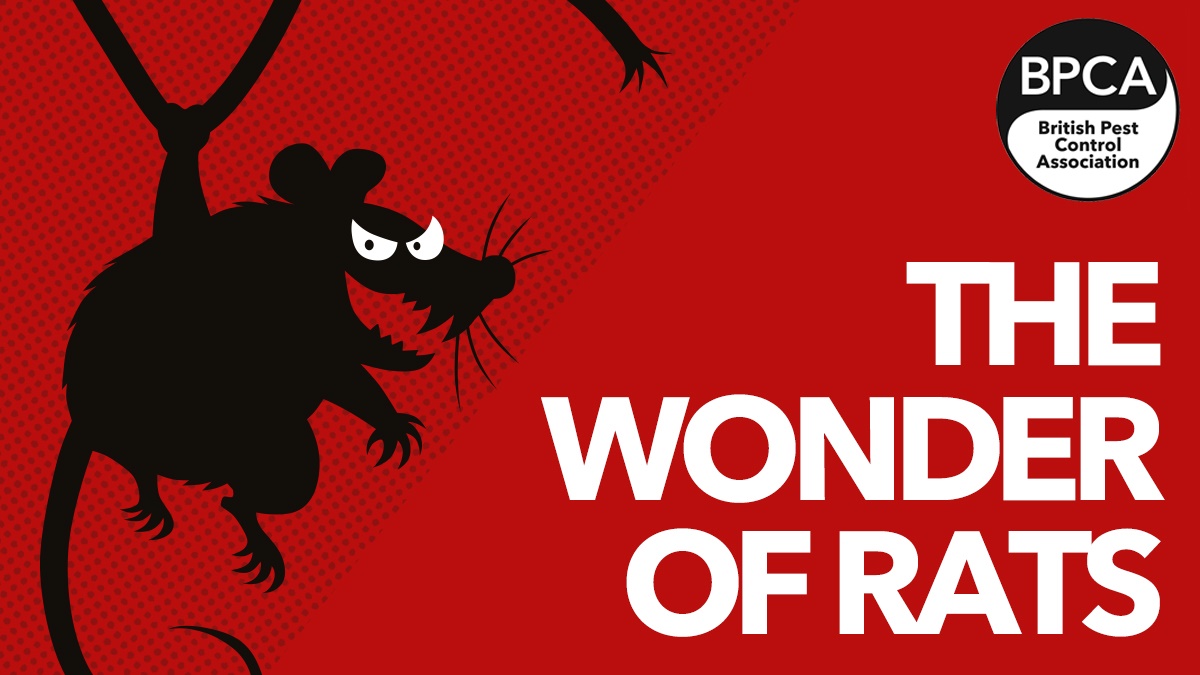 The wonder of rats - the incredible and sometimes disgusting things they do