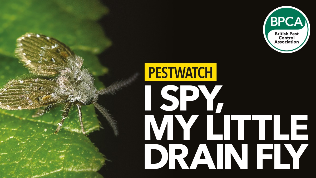 I spy, my little drain fly: an in-depth look at drain fly control