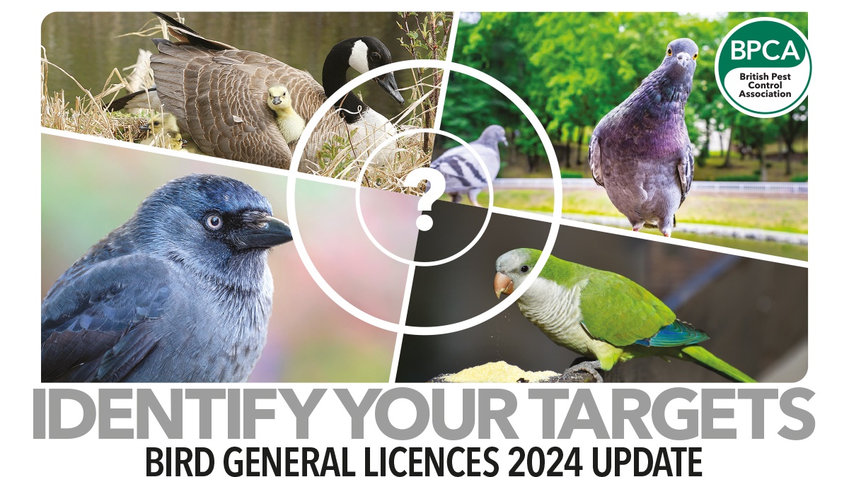 Bird General Licences: 2024 update