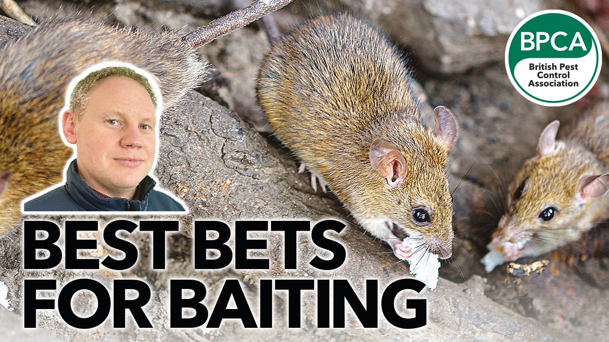 Permanent vs long-term baiting - What's best?