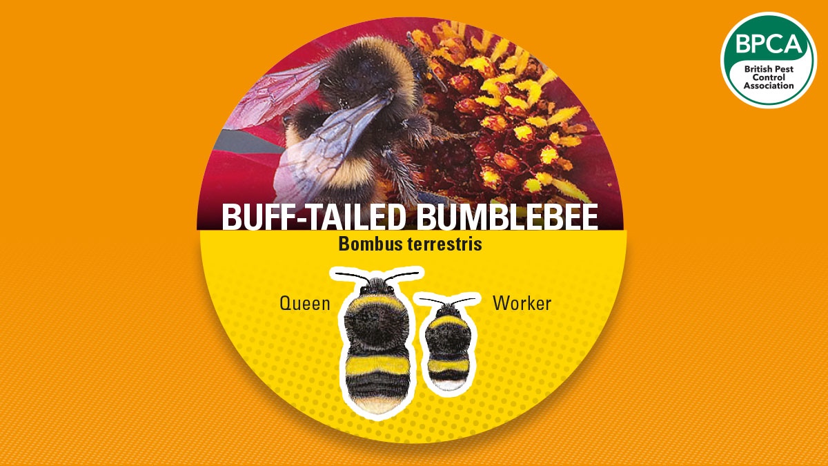 Your guide to Bumblebees in the UK