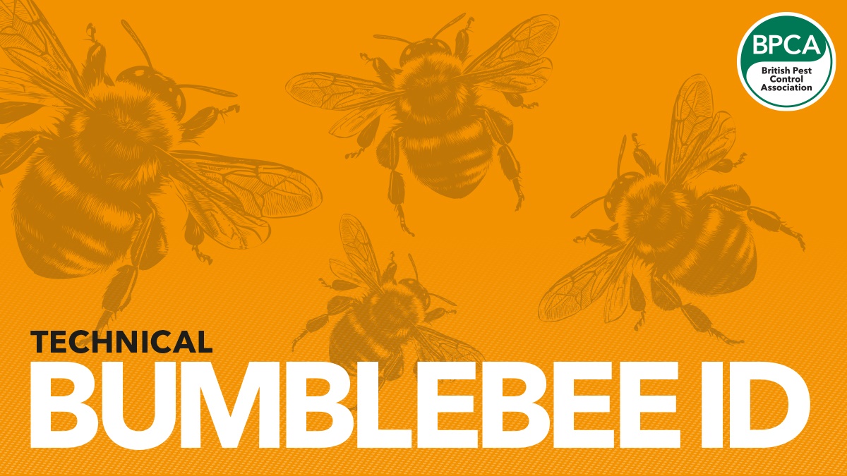 Your guide to Bumblebees in the UK