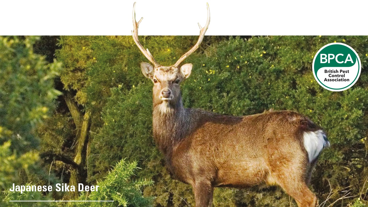 Whatever's the matter, deer? Non-native deer management in the UK