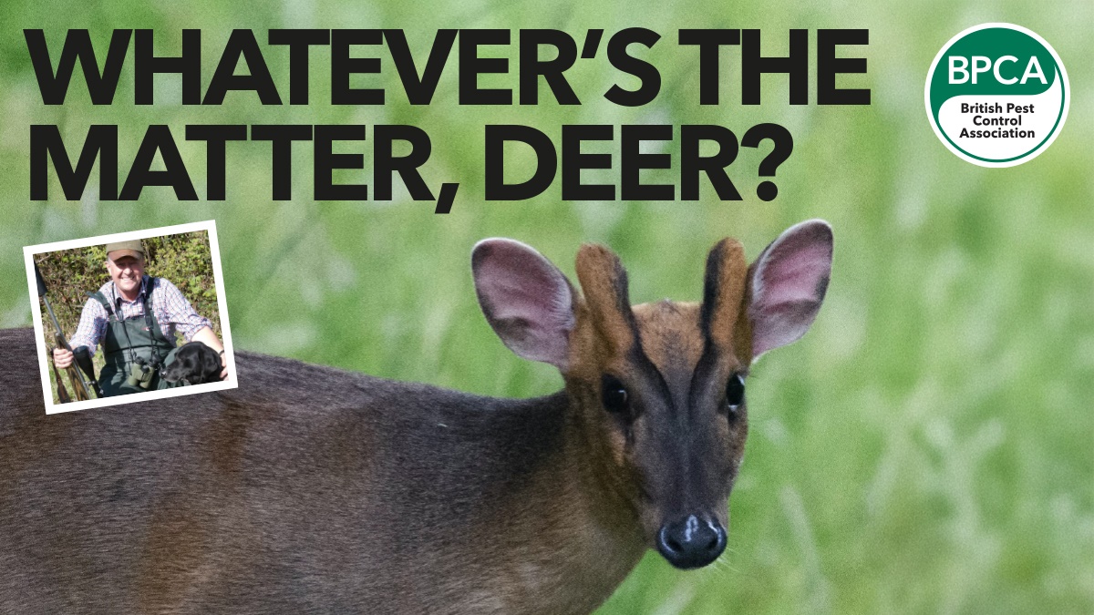 Whatever's the matter, deer? Non-native deer management in the UK