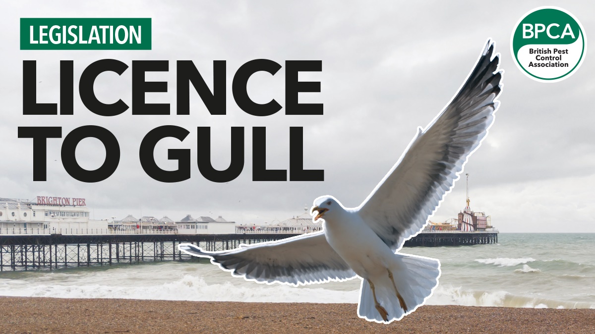 Licence to gull: how to soar through the application process for bird ...