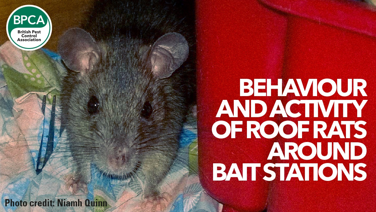 Behaviour and activity of roof rats around bait stations